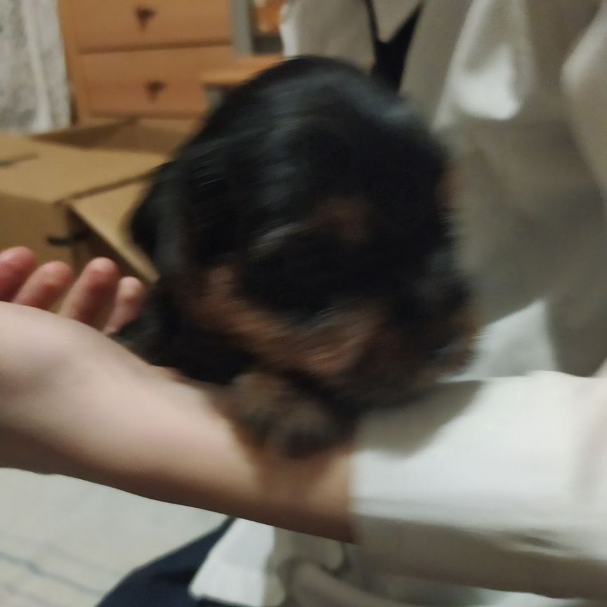 Йоркширский терьер