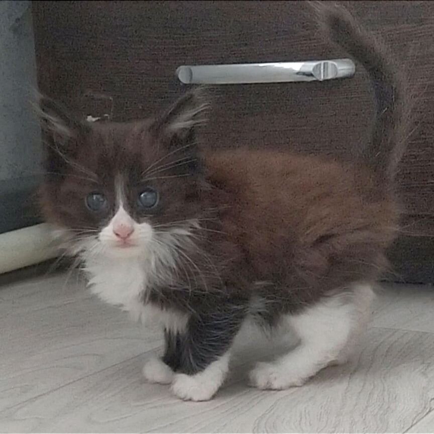 Котята