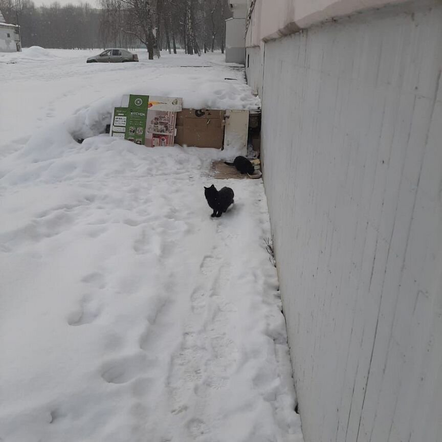 Котята