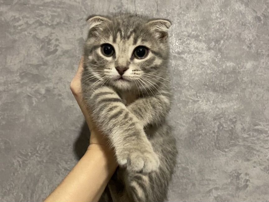 Кошечка шотландской породы
