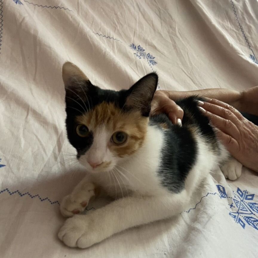 Котенок в добрые руки. Девочка 4 месяца