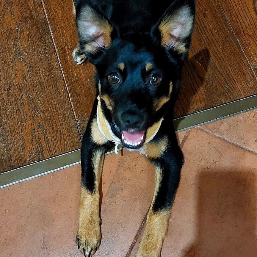 Маленькая собака в добрые руки