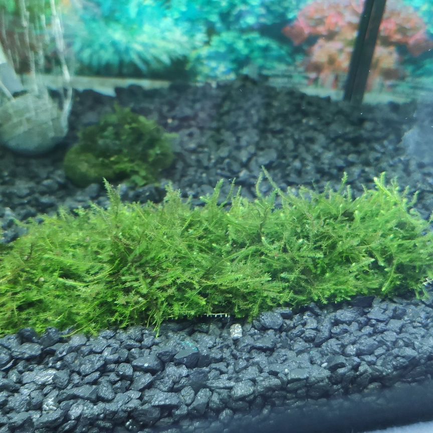 Мох аквариумный
