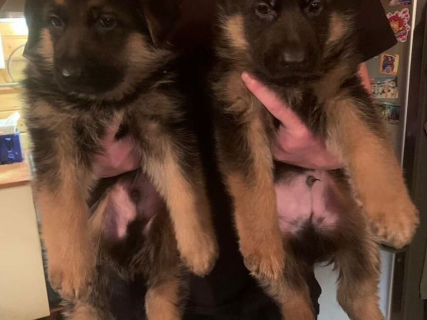 Бесплатно щенки немецкой овчарки