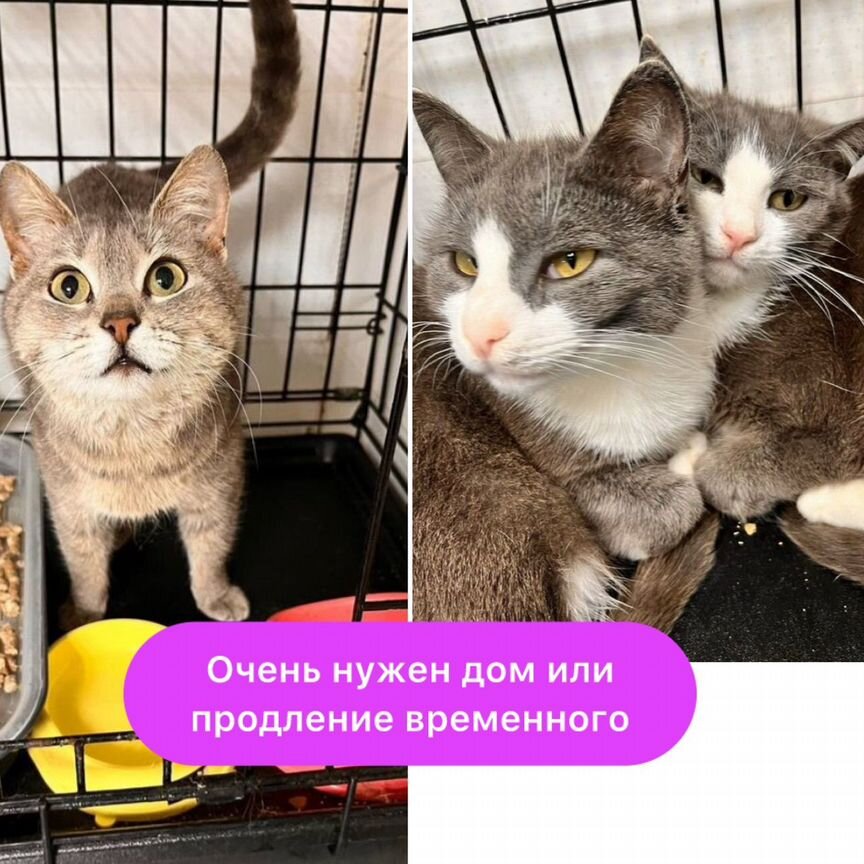 Кошки с улицы нуждаются в доме