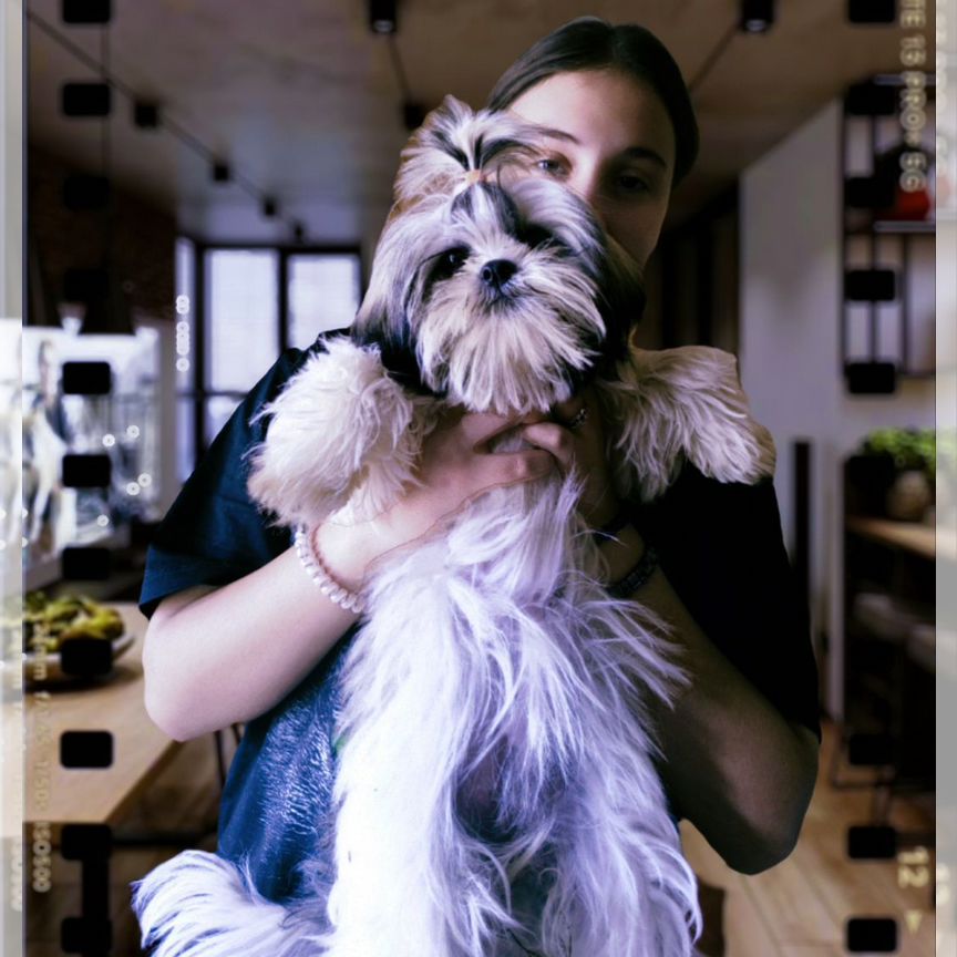 Ши-тцу, щенок