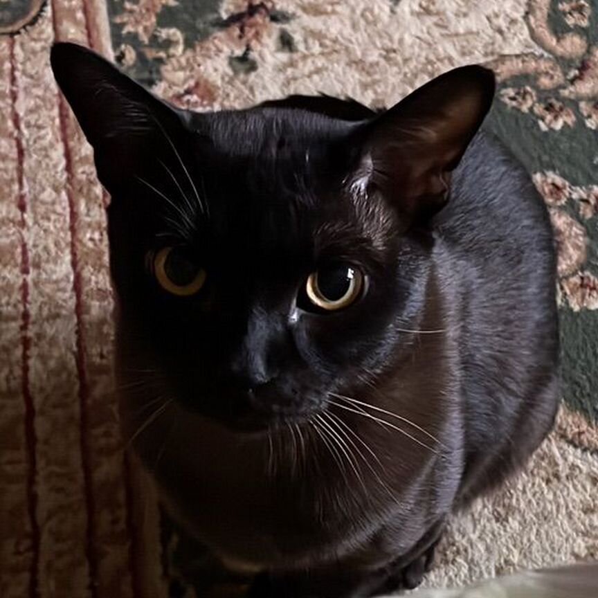 Европейский бурманский, взрослый кот