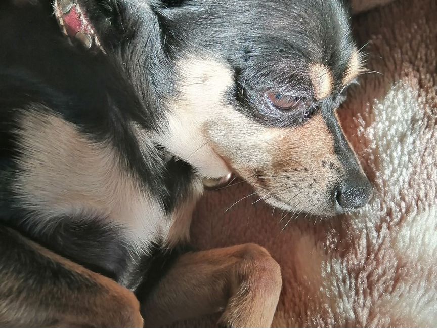 Маленькая собака бесплатно