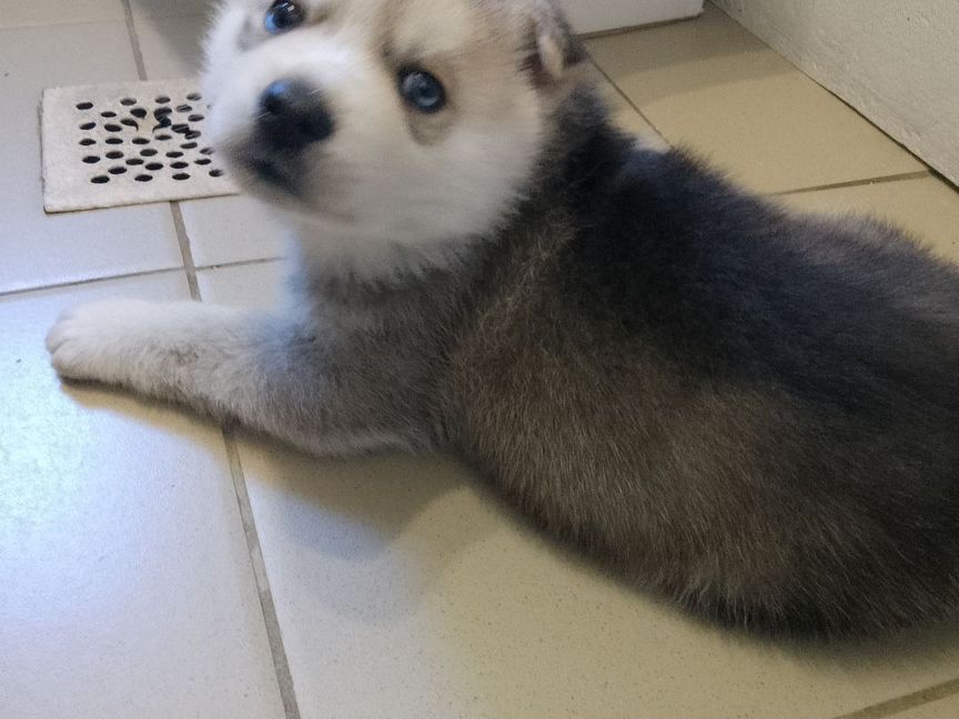 Сибирский хаски