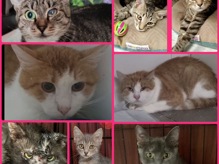Хотим жить дома. Кошки, котики, котята