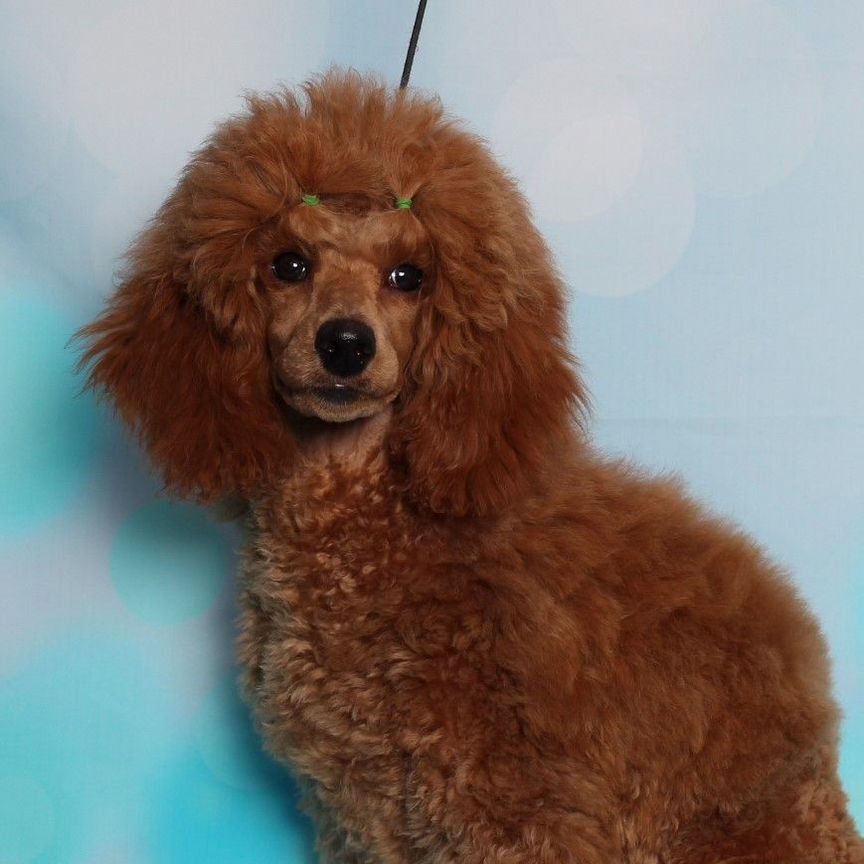 Красный пудель той