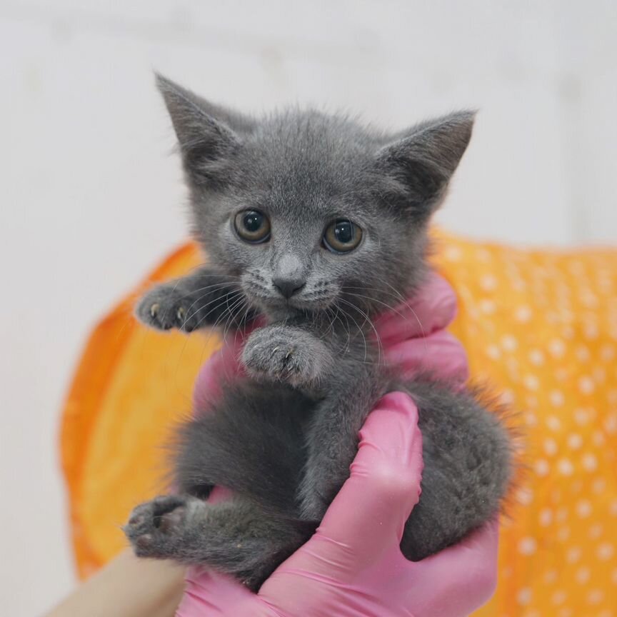 Дымчатый котенок девочка 1,5 месяца