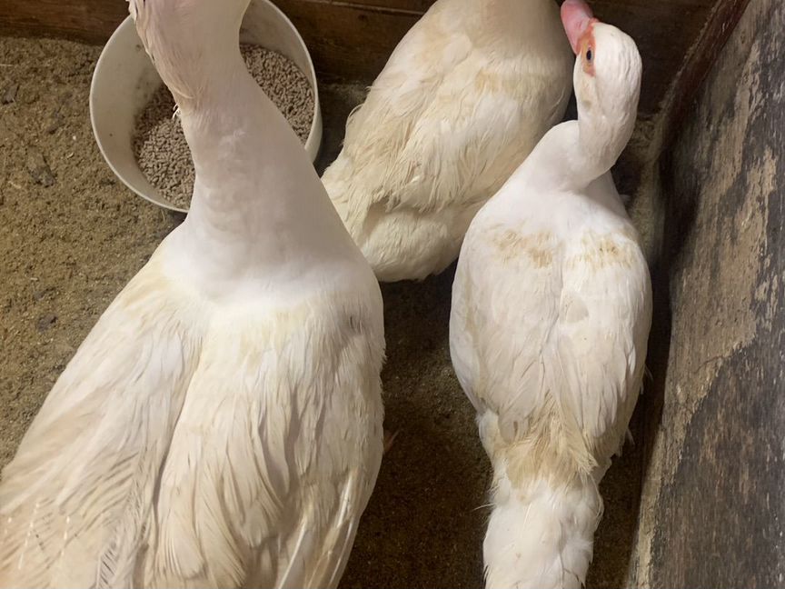 Индоутки на племя