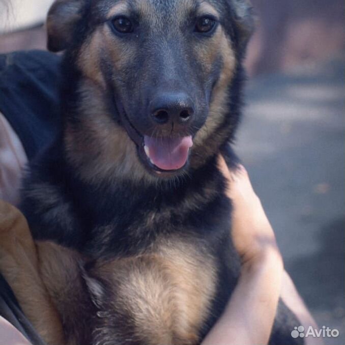 Очень нежная девочка ищет семью