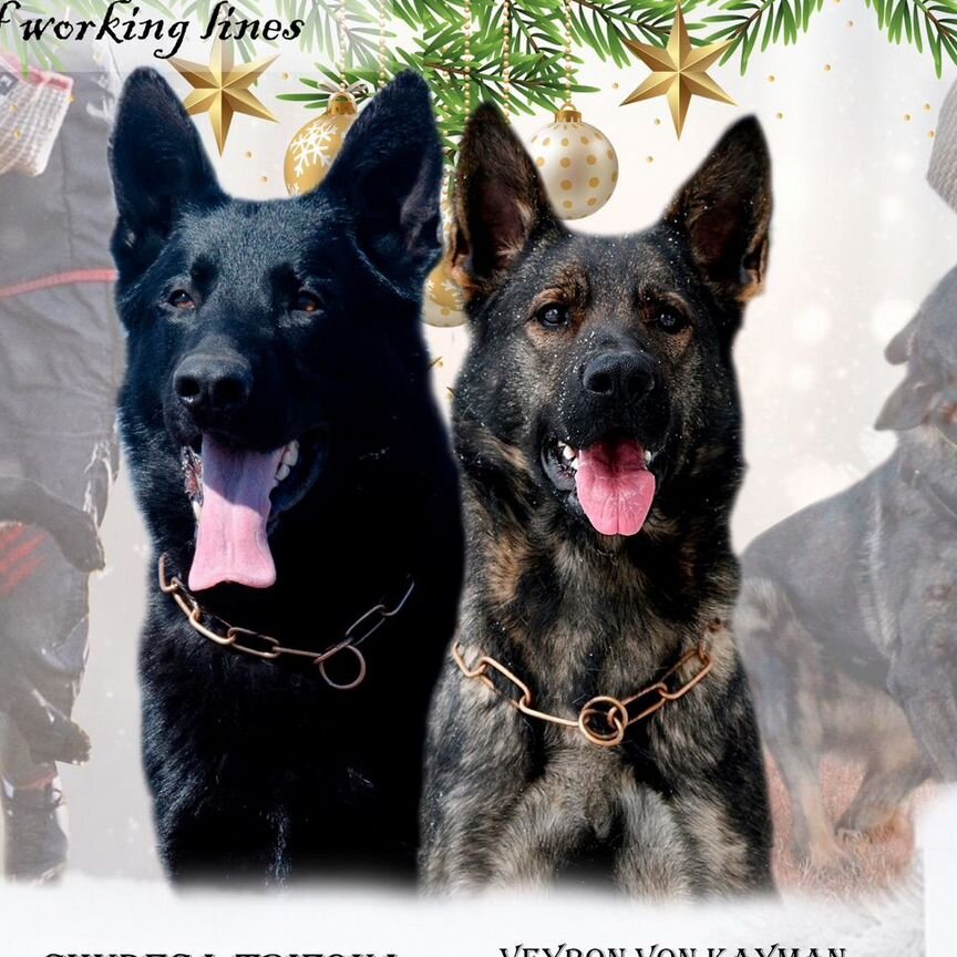 Немецкая овчарка, щенок