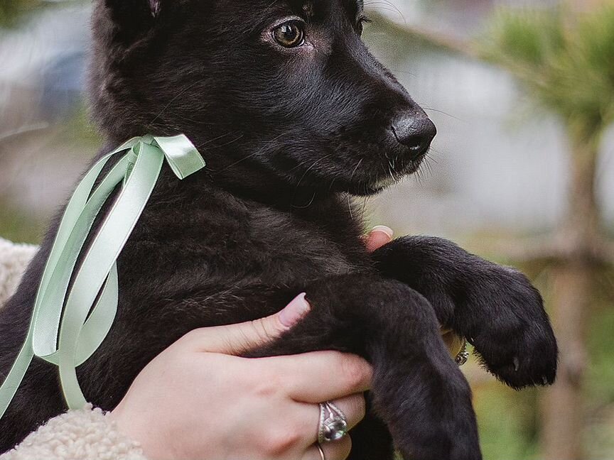 Вея милый щенок