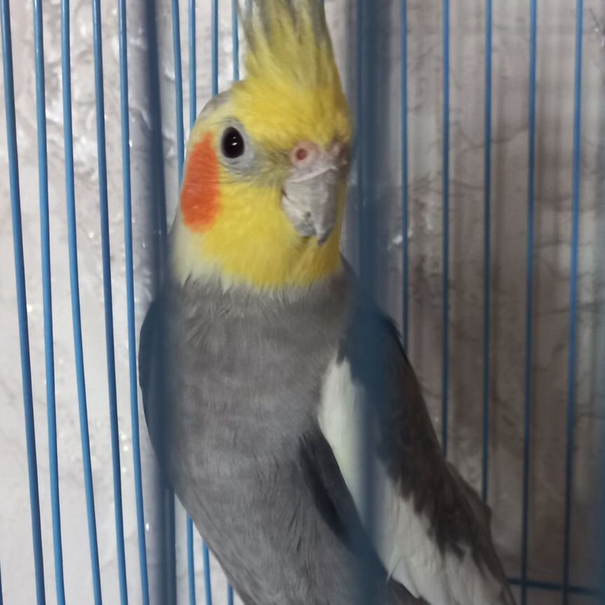 Попугаи волнистый и корелла