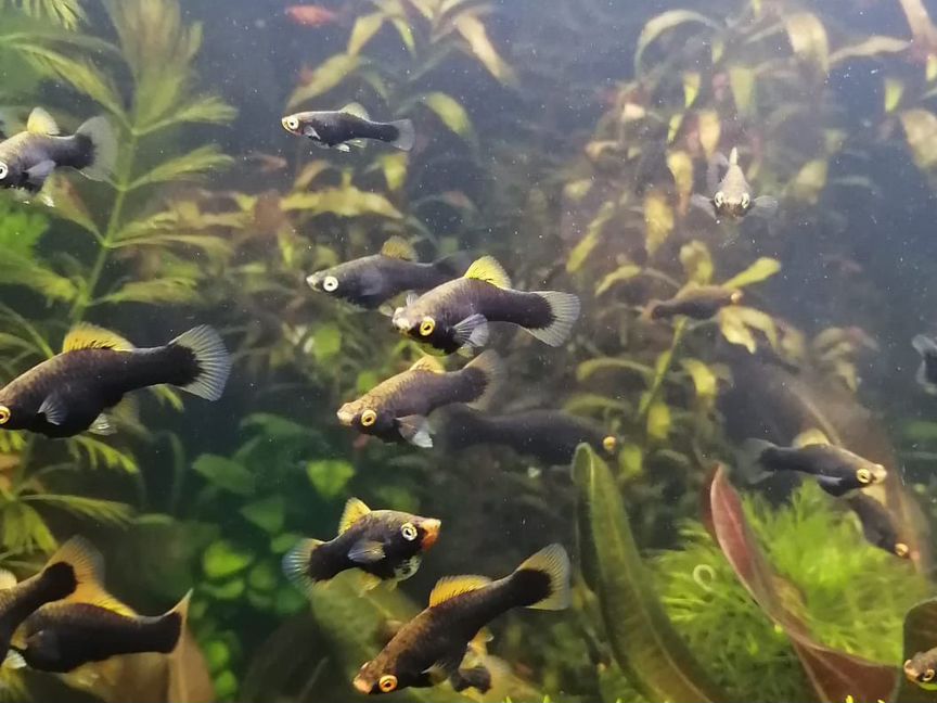 Пецилия, Меченосец, Хелены