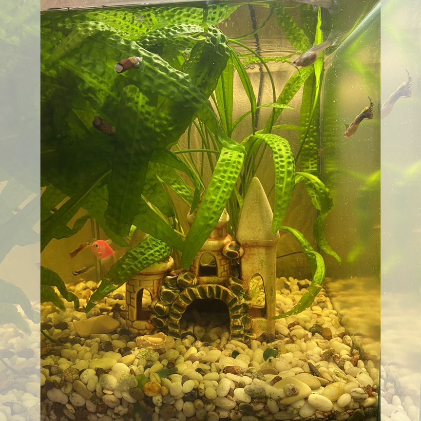 Аквариум с рыбками (30 литров)