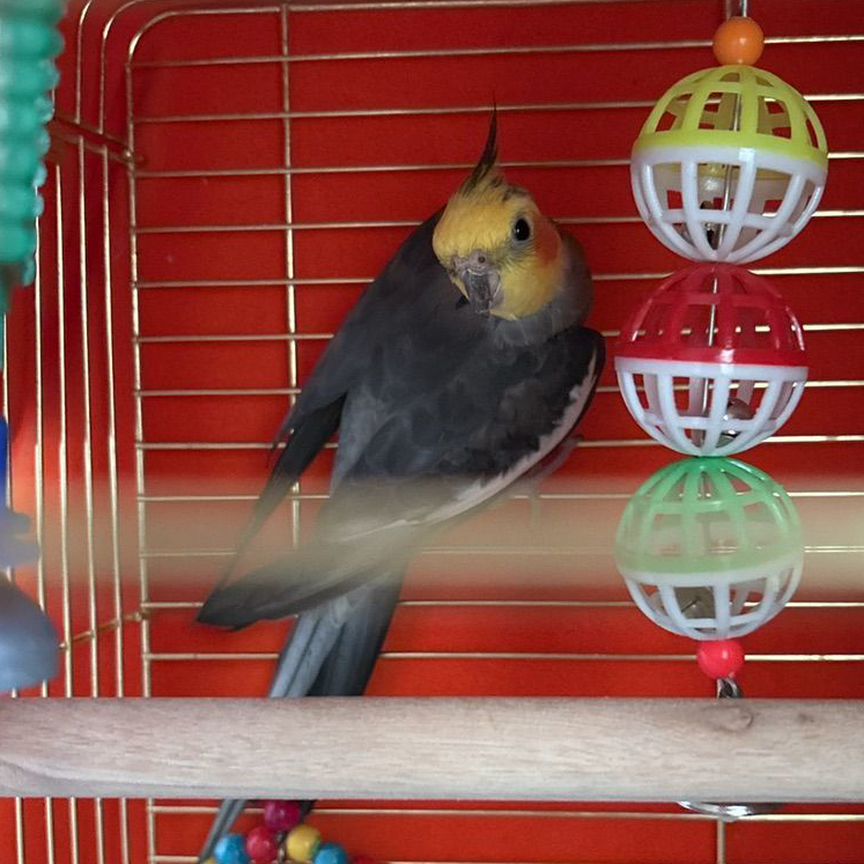 Попугай корелла с клеткой