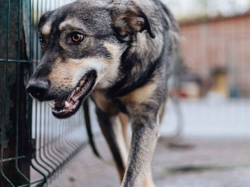 Серая молодая добрая собака-пес из приюта в дар