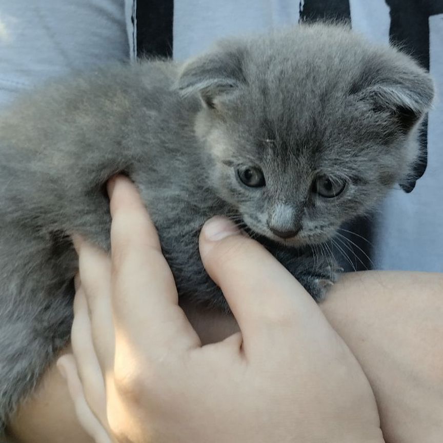 Красивые котята