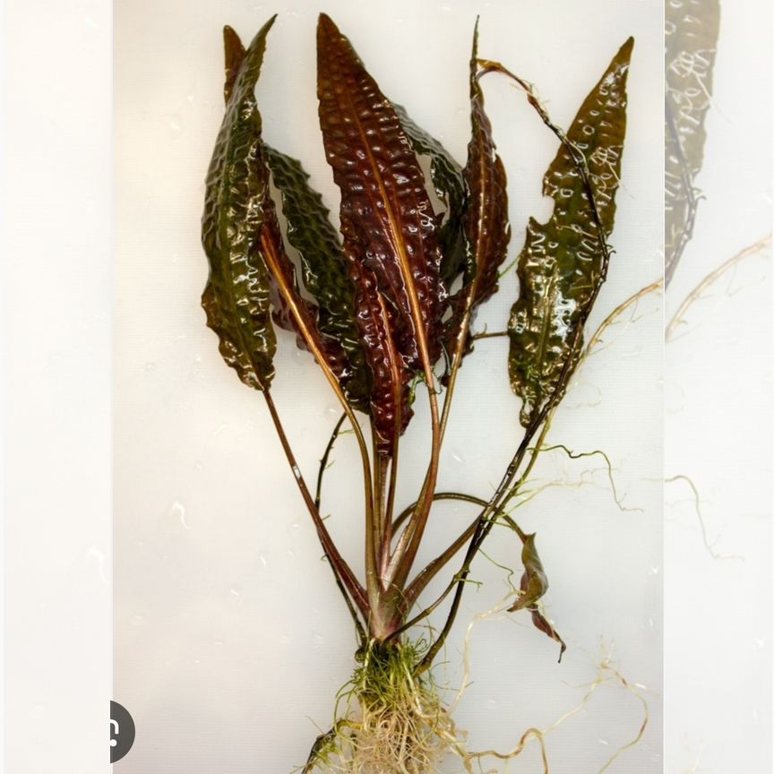 Аквариумные растения