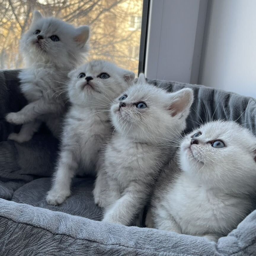 Британские котята