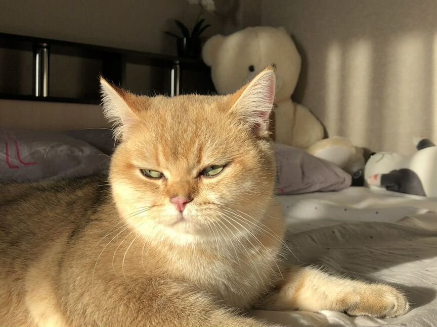 Британский кот на вязку