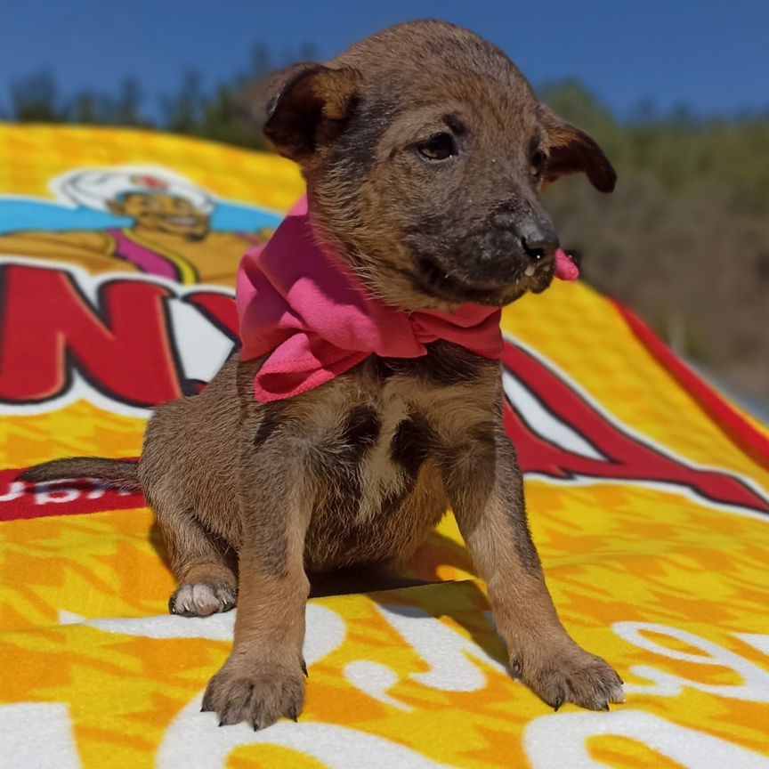 Щенок девочка