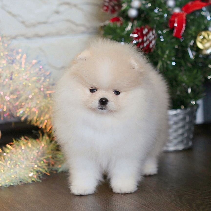 Кремовая чудо-померашка