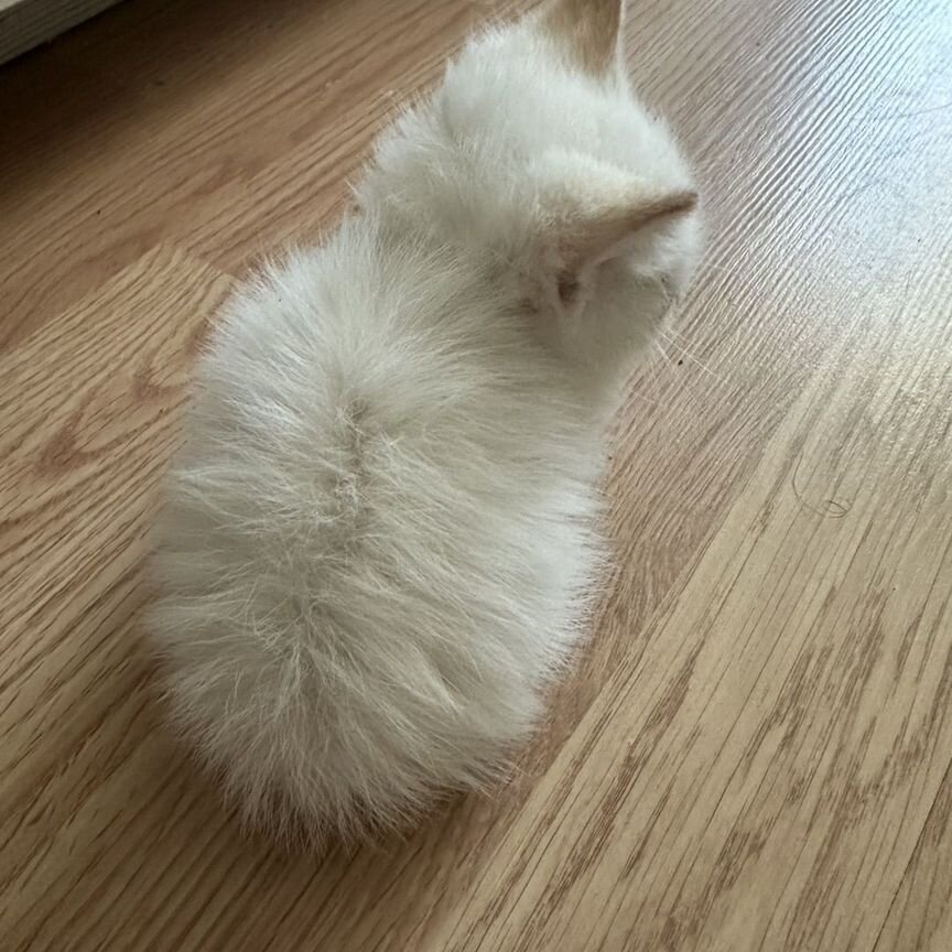 Котенок бесплатно