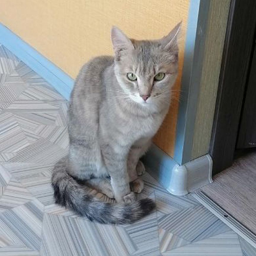 Взрослая, кошка в добрые руки