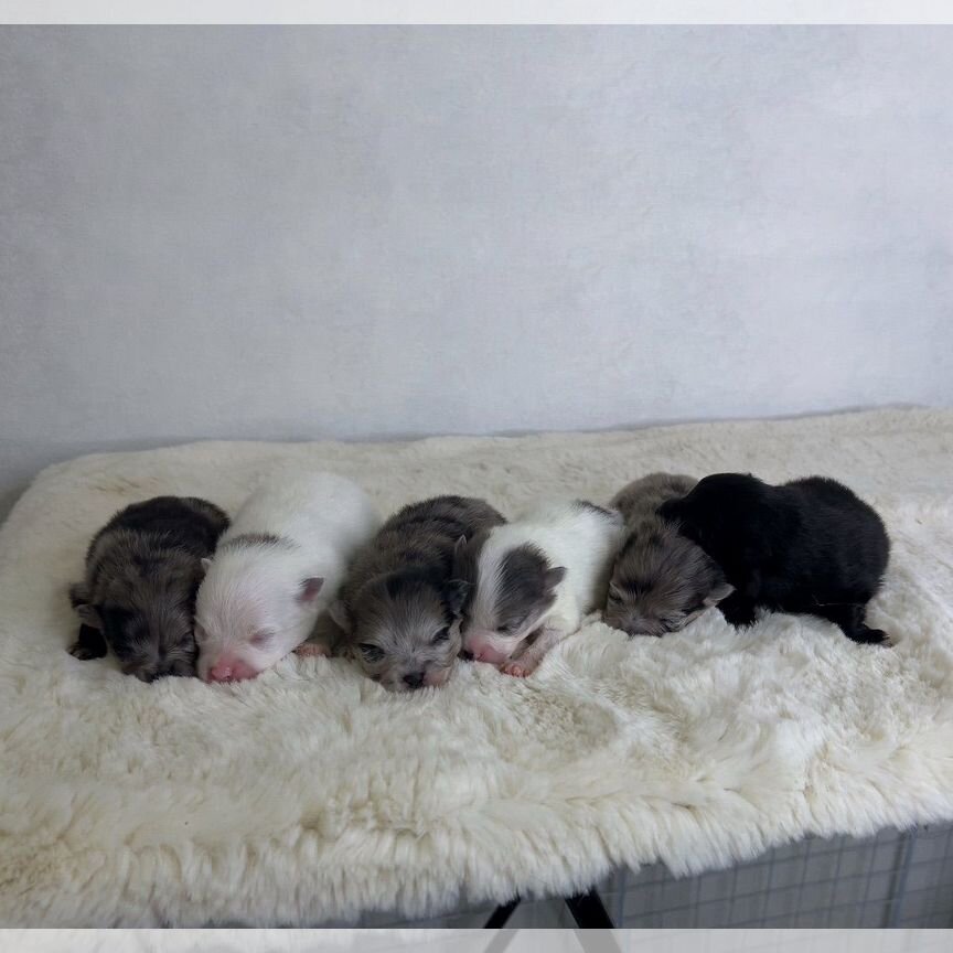 Померанскиц шпиц мерле щенки