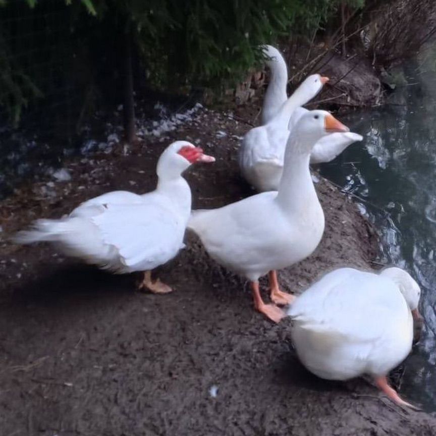 Гуси и утки