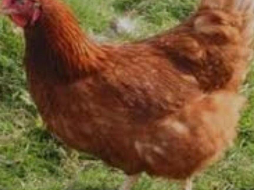 Куры несушки