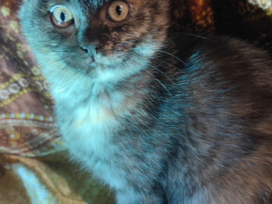 Усатка мяукольная Котёнок