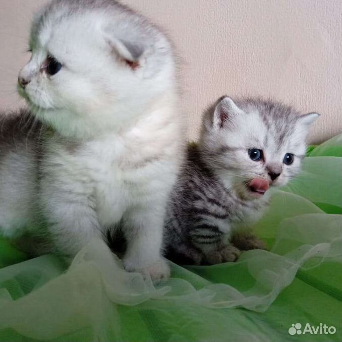 Котята манчкин стандарт и средние
