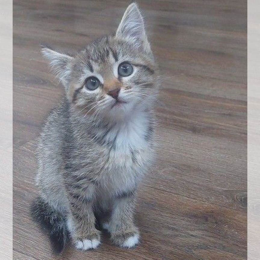 Кошечка
