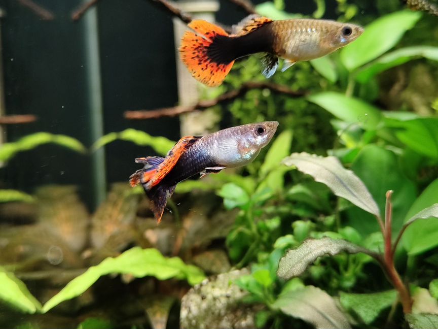 Отдам Гуппи в добрые руки