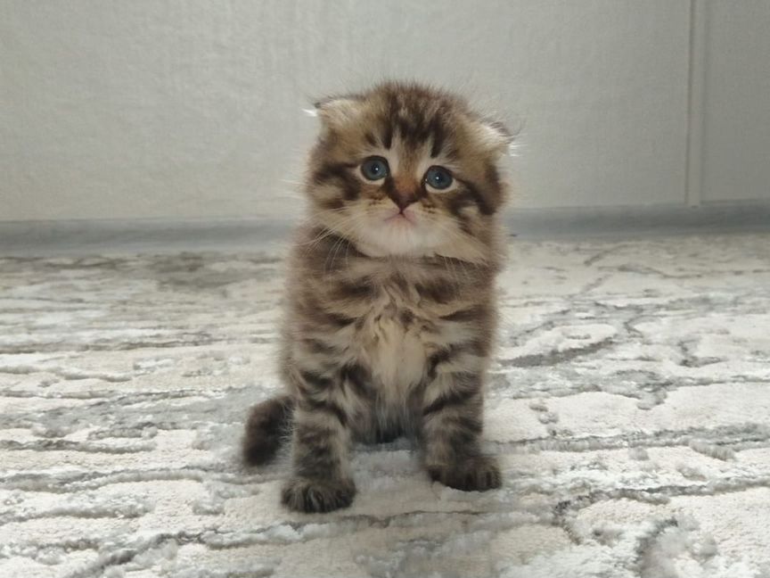 Шотландская вислоухая