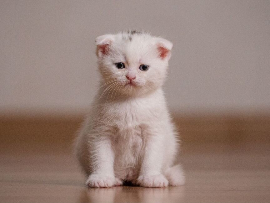 Шотладские вислоухие котята