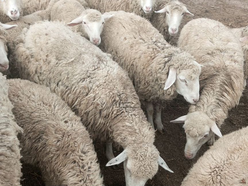 Барашки Лакон+Куйбышевская обмен на птицу, поросят