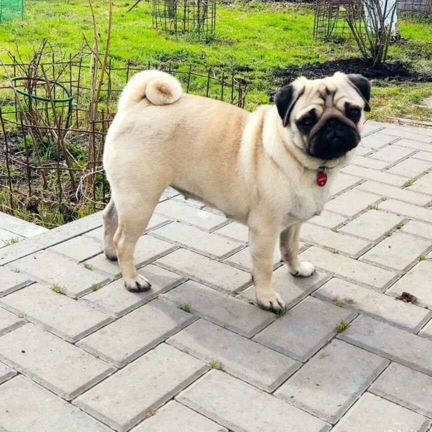Мопс девочка