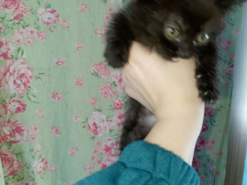 Ищу семью