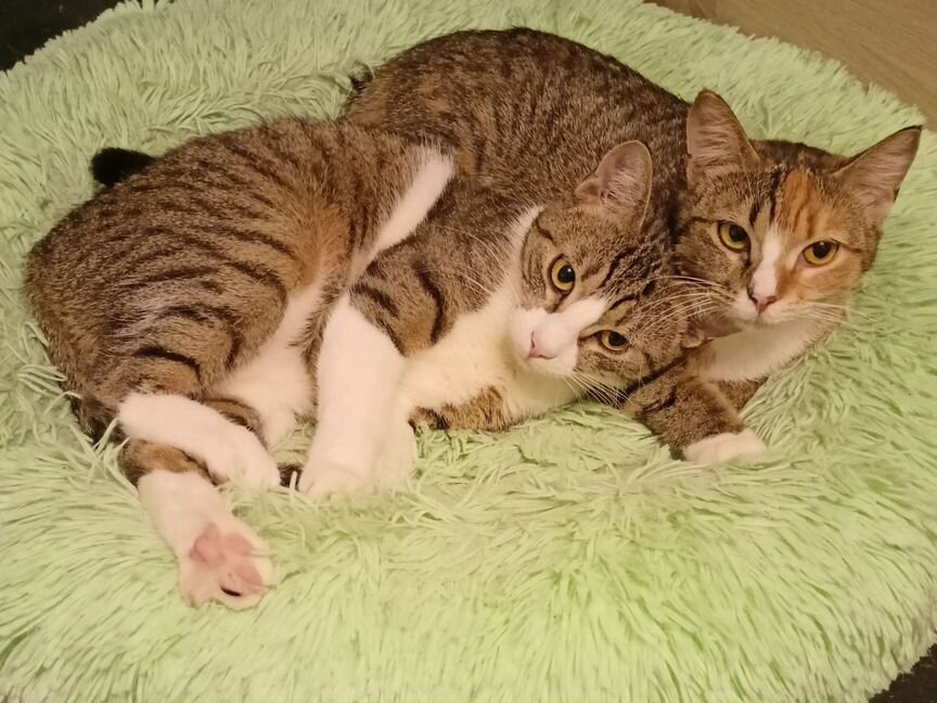 Кот и кошка