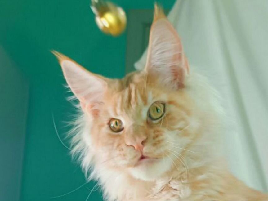 Гигант котенок мейн кун