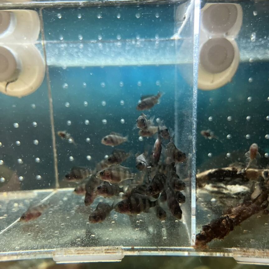 Малёк фронтозы