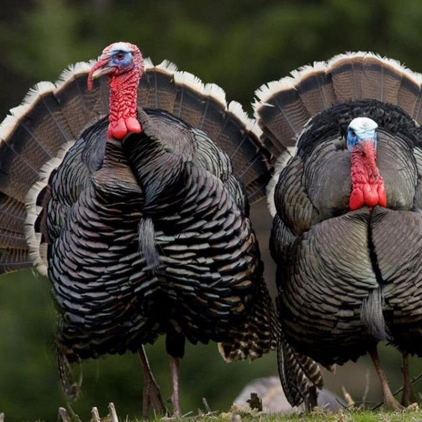 Индюшата бронза 708