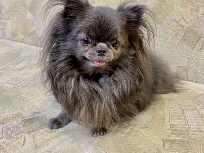 Вязка три кобелька